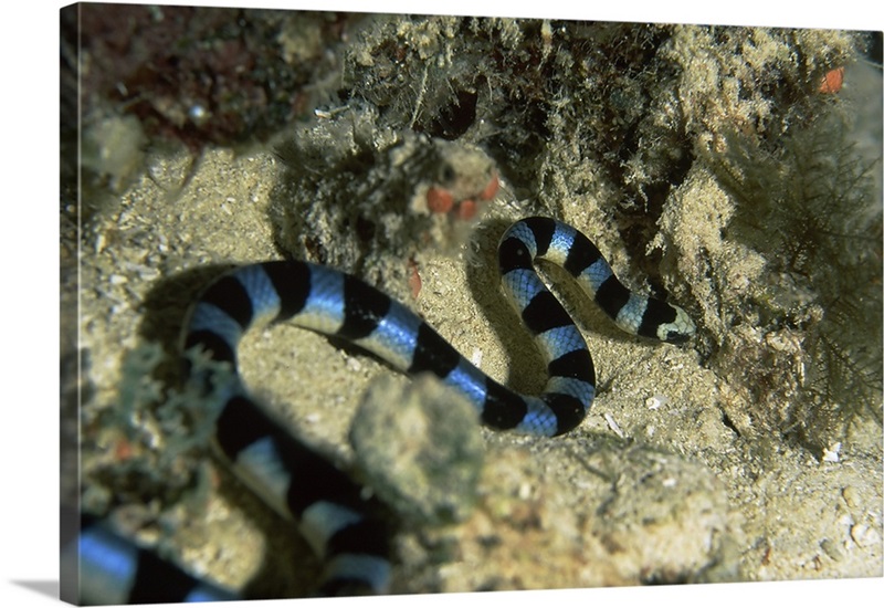 Underwater scene of a Banded sea krait (Laticauda colubrina), Sulawesi ...