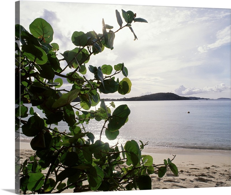 US Virgin Islands, St. John, Gibney's Beach, Seagrape tree on the beach ...