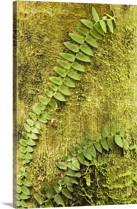 Vine On Moss-Covered Tree | Great Big Canvas