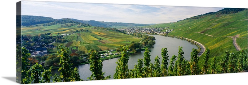 Vineyards along a river, Moselle River, Mosel-Saar-Ruwer, Germany ...