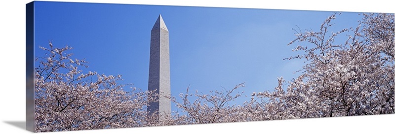 Washington Monument behind cherry blossom trees, Washington DC | Great ...