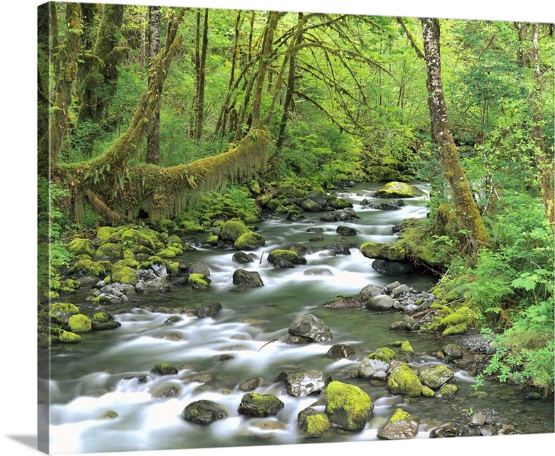 Washington, Olympic National Park, Stream of water flowing through ...