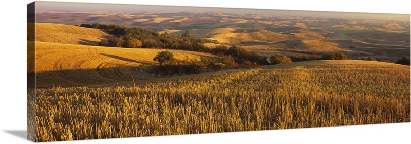 Wheat field on a landscape, Palouse Region, Whitman County, Washington ...