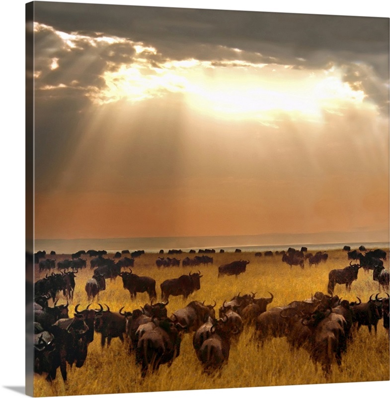Wildebeest on a field at sunset | Great Big Canvas