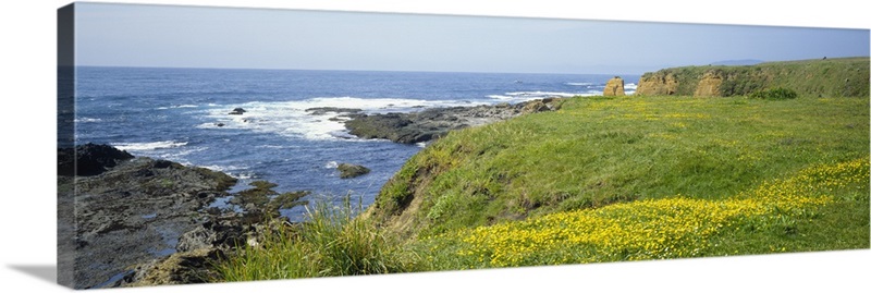 Wildflowers on a cliff near an ocean, Marin Headlands, Westport ...