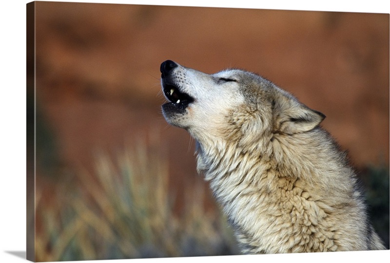 Wolf Howling Wall Art, Canvas Prints, Framed Prints, Wall Peels | Great ...