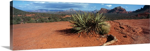 Yucca plant growing in a rocky field, Sedona, Coconino County, Arizona ...