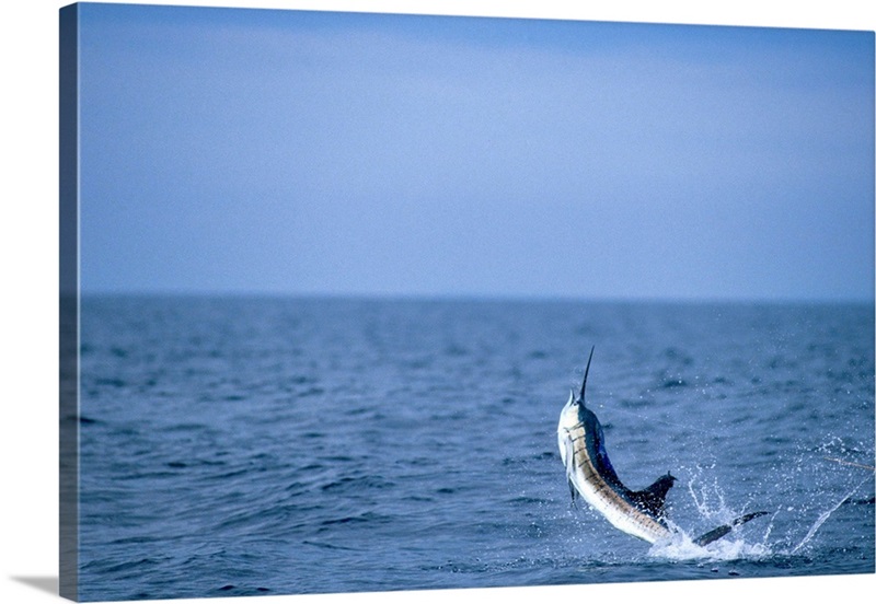 Deep sea fisherman catching a swordfish. | Great Big Canvas