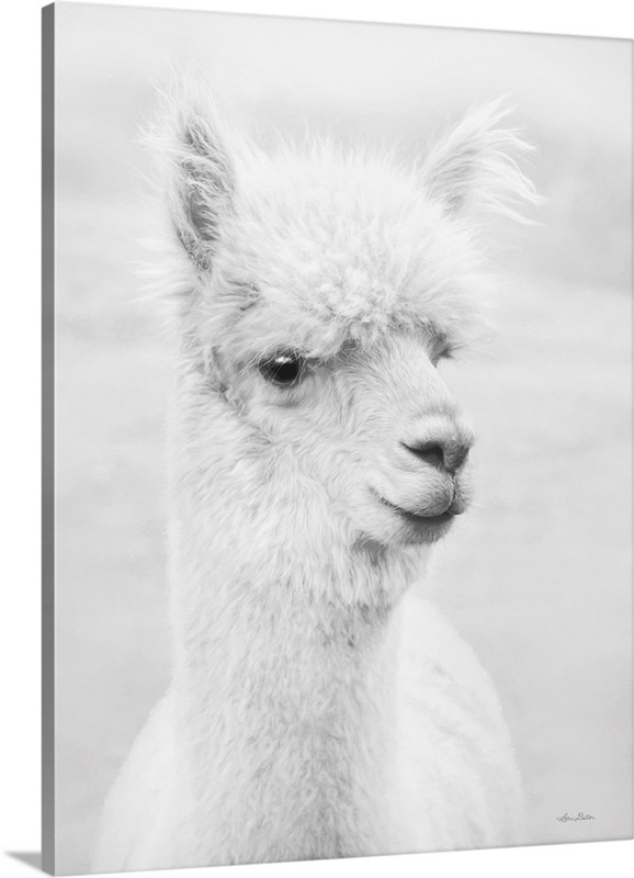 Alpie The Alpaca | Great Big Canvas