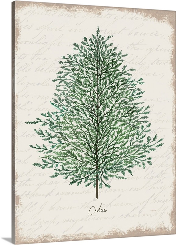 Cedar Botanical | Great Big Canvas