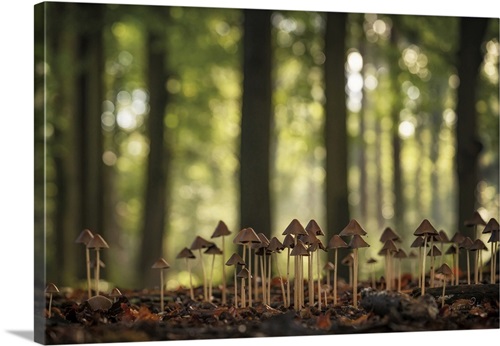 Dwarf Forest Wall Art, Canvas Prints, Framed Prints, Wall Peels | Great ...