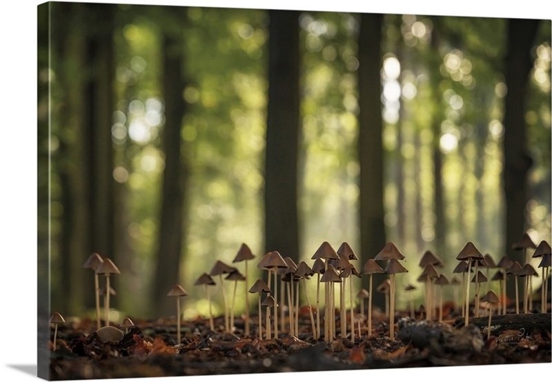 Dwarf Forest | Great Big Canvas