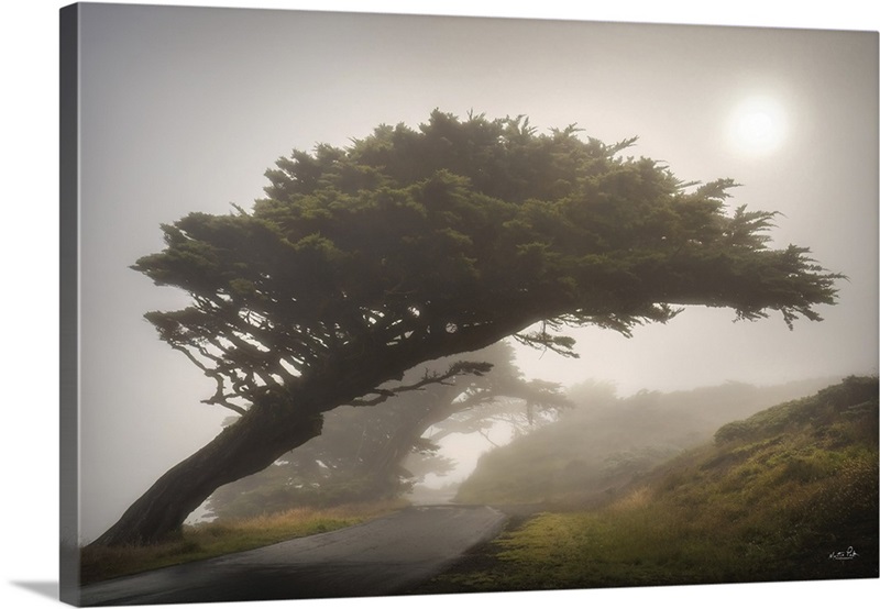 The Leaning Tree | Great Big Canvas