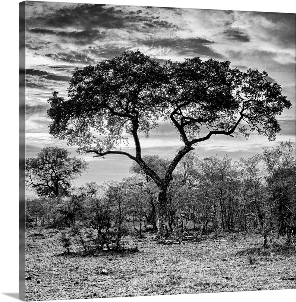 Acacia Tree at Sunrise Black and White Wall Art, Canvas Prints, Framed ...