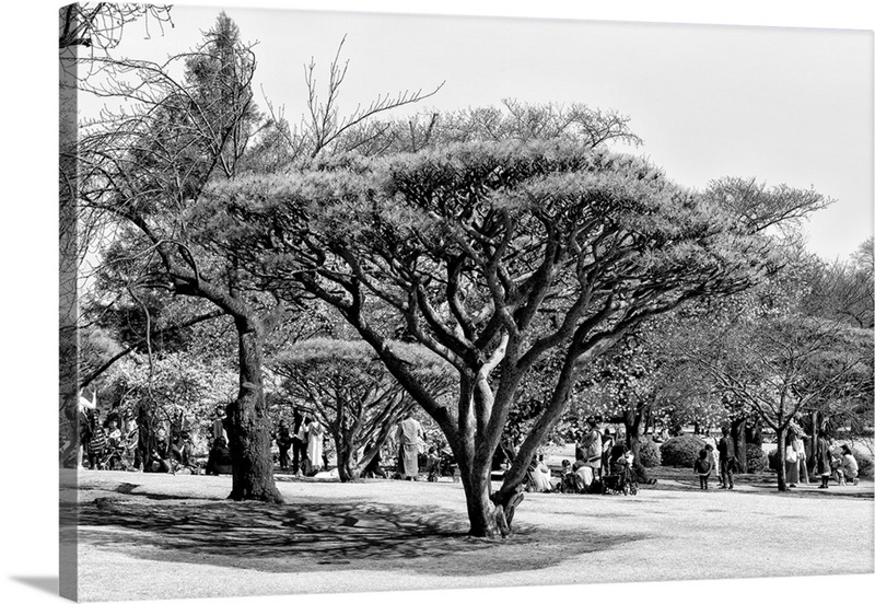 Black And White Japan Collection - Japanese Tree | Great Big Canvas