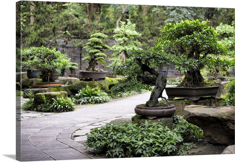 Bonsai Trees | Great Big Canvas