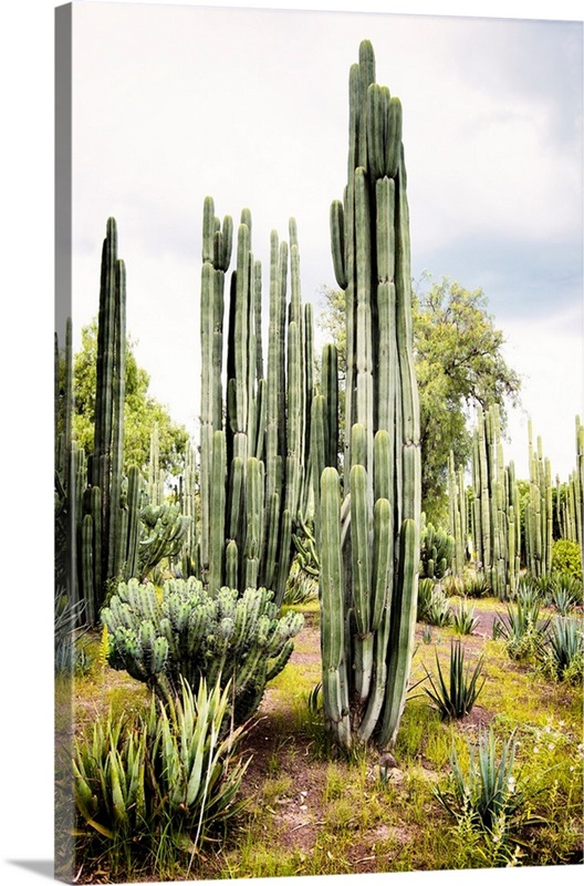 Cardon Cactus IV | Great Big Canvas