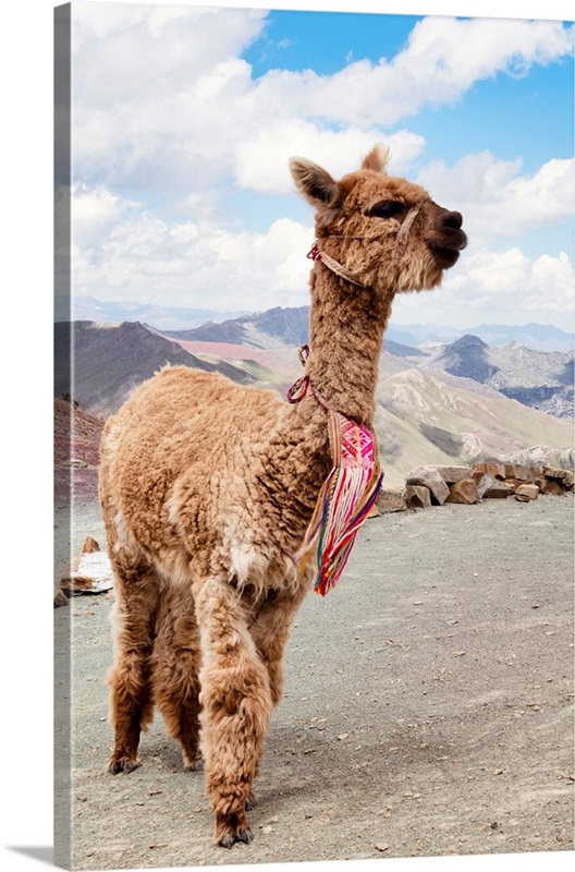 Colors Of Peru - Brown Alpaca | Great Big Canvas