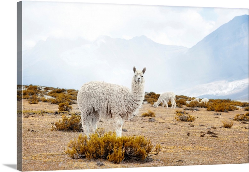 Colors Of Peru - Diamonds Of The Andes | Great Big Canvas