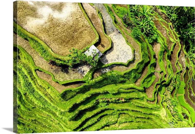 Dreamy Bali - The Rice Terraces | Great Big Canvas