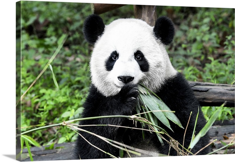Giant Panda | Great Big Canvas
