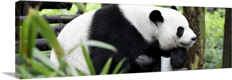Giant Panda | Great Big Canvas