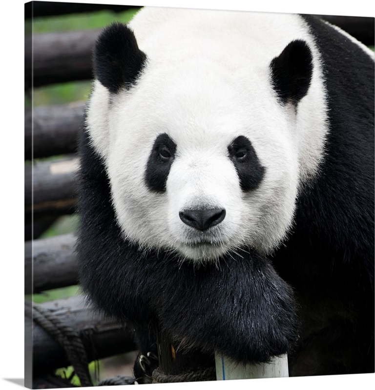 Giant Panda | Great Big Canvas
