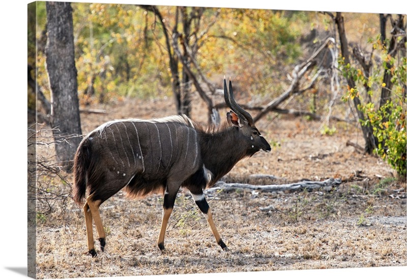 Nyala Male | Great Big Canvas