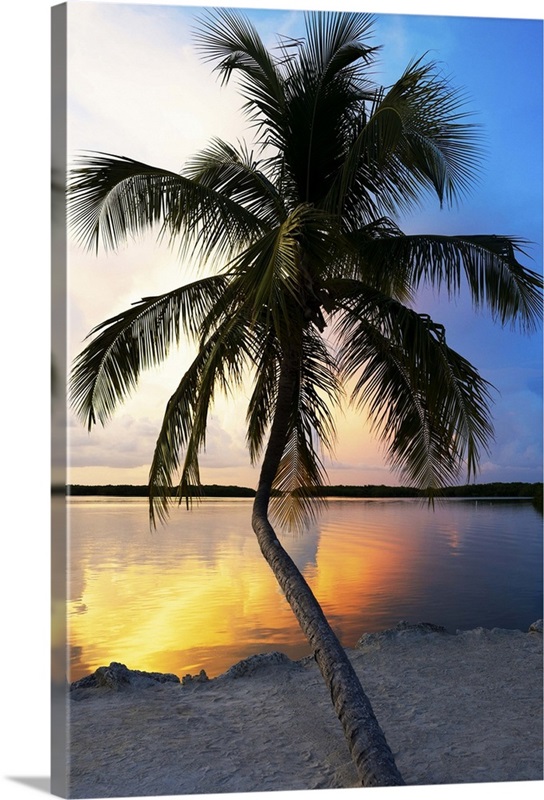 Palm Tree at Sunset, Florida | Great Big Canvas