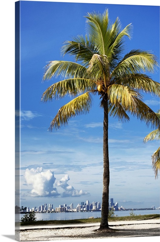 Palm Tree overlooking Downtown Miami | Great Big Canvas