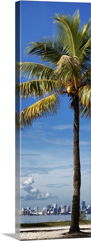 Palm Tree overlooking Downtown Miami, Florida | Great Big Canvas