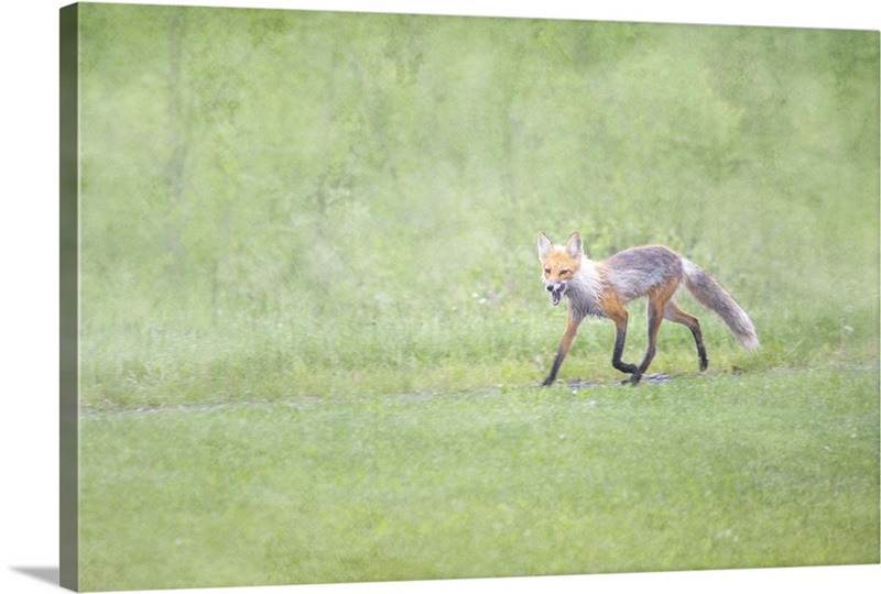 Fox In The Rain | Great Big Canvas