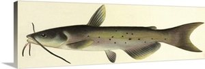 Catfish Wall Art, Canvas Prints, Framed Prints, Wall Peels | Great Big ...
