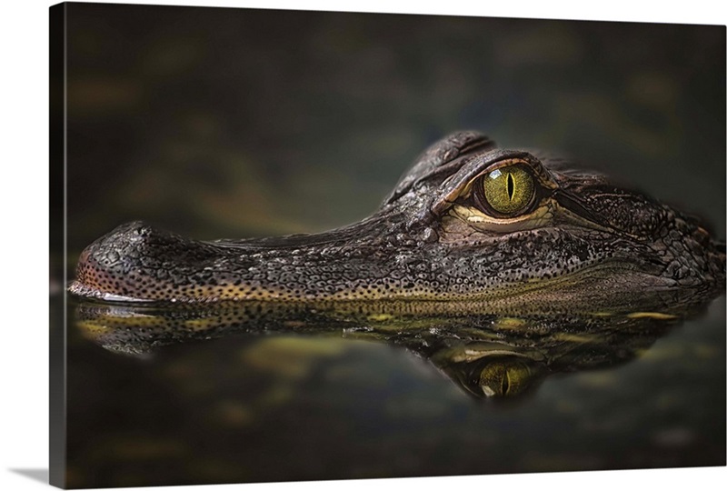 Alligator | Great Big Canvas