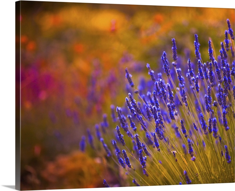 Autumn Lavender | Great Big Canvas