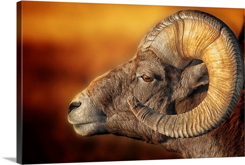 Badlands Ram | Great Big Canvas
