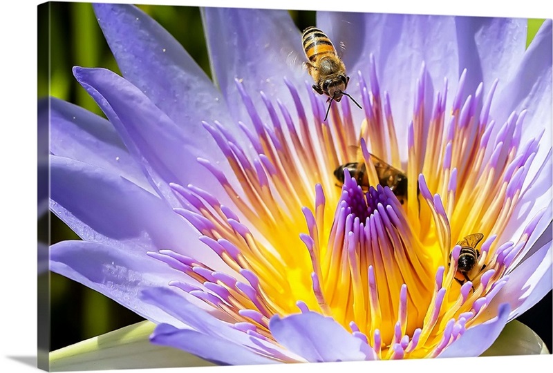Bee's Eye View | Great Big Canvas