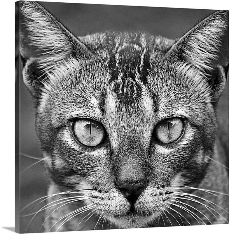 Black and White Cat | Great Big Canvas