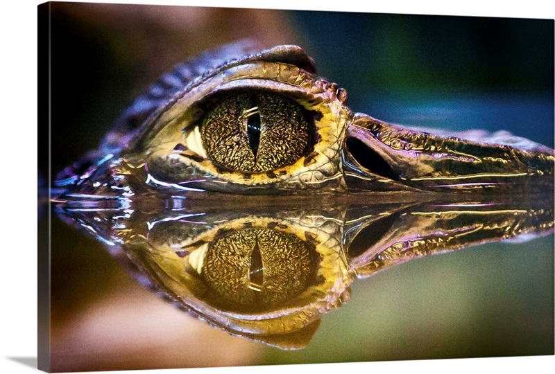 Caiman's Eye | Great Big Canvas