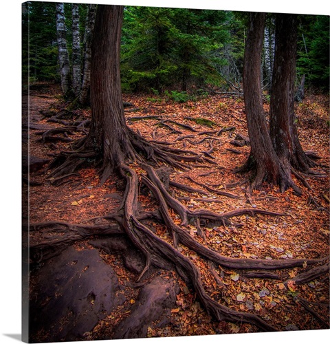 Cedar Roots near the Cascade River | Great Big Canvas
