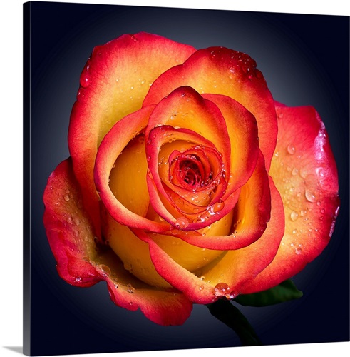 Circus Rose | Great Big Canvas