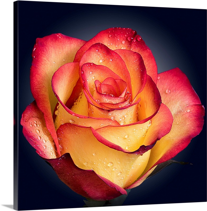 Circus Rose | Great Big Canvas