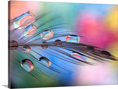 Dew Drops | Great Big Canvas