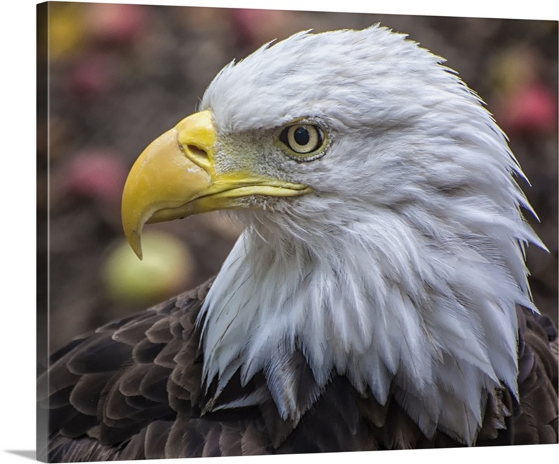 Eagle Eye | Great Big Canvas