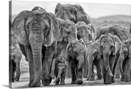 Elephant Family Group | Great Big Canvas