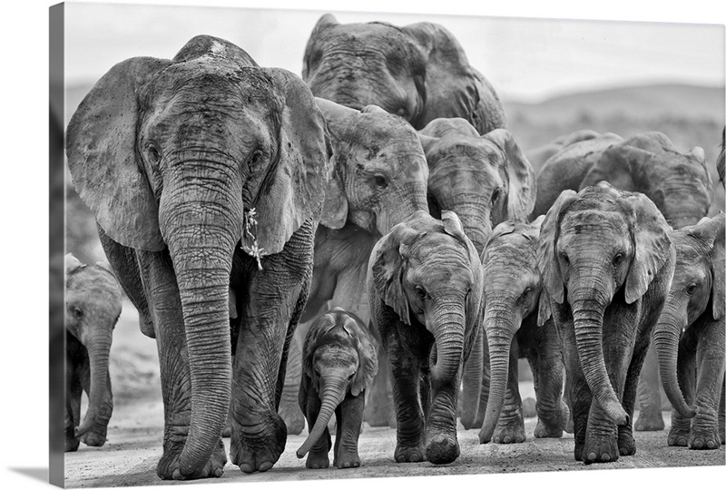 Elephant Family Group | Great Big Canvas