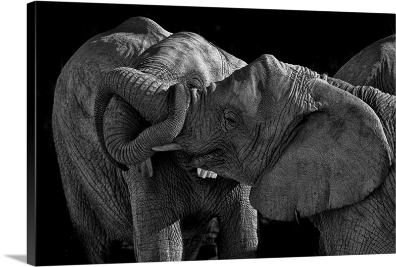 Elephants | Great Big Canvas