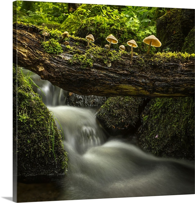 Fungi in the Forest | Great Big Canvas