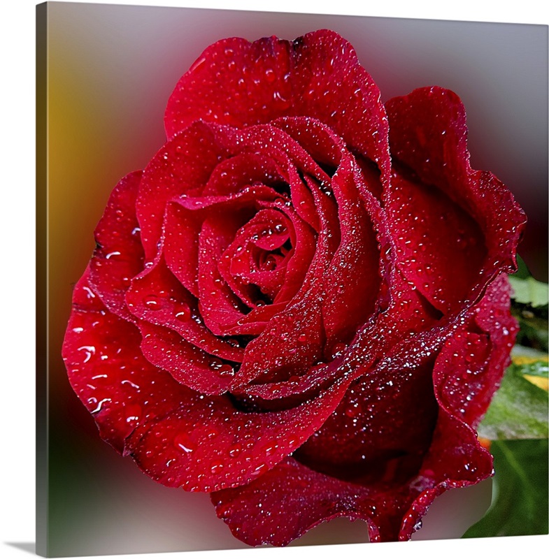 Gentle Red Rose | Great Big Canvas