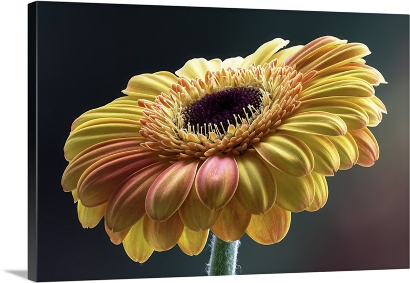 Gerbera | Great Big Canvas